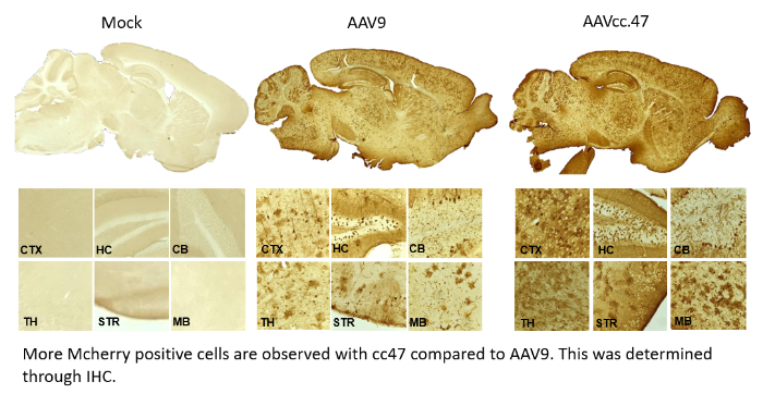 Testing virus region 4 (VR4) mutant cross-species compatible Adeno ...