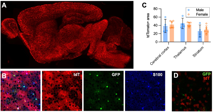 Testing gRNA sequence and gRNA scaffold modified in Ai9 mice. | SCGE ...