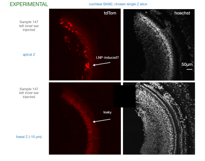 Independent validation of Chen delivery platform using LNPs to deliver ...