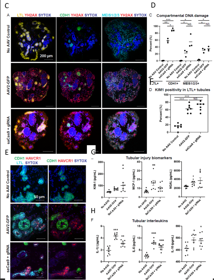 Evaluation of DNA damage, cellular toxicity and inflammatory markers ...
