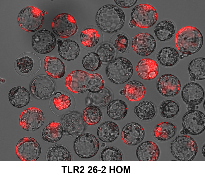 Validating Traffic Light Reporter 2 (TLR2) Mouse Model in Homozygous ...