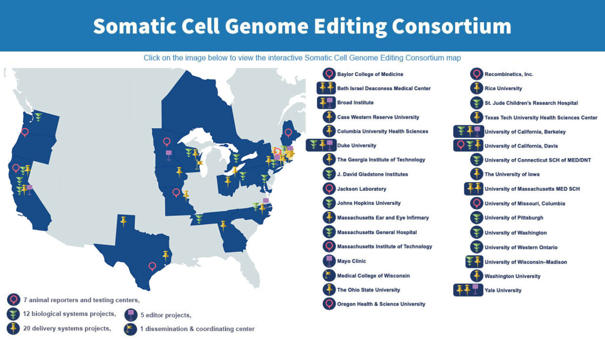 About the SCGE (Somatic Cell Genome Editing) Consortium